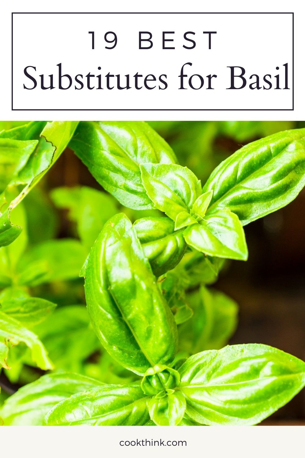 Substitutes for Basil: The 19 Best Options - CookThink