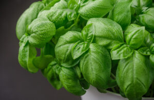 Substitutes for Basil: The 19 Best Options - CookThink