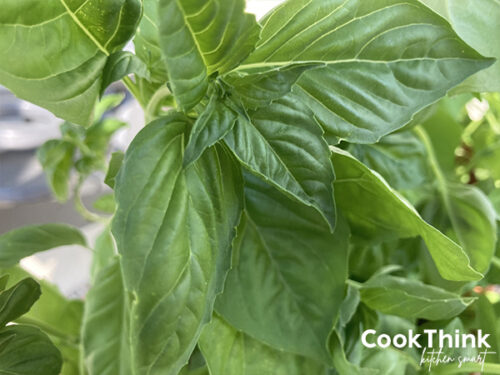 Substitutes for Basil: The 19 Best Options - CookThink