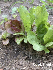 Can You Freeze Lettuce: The Best Types To Freeze - CookThink